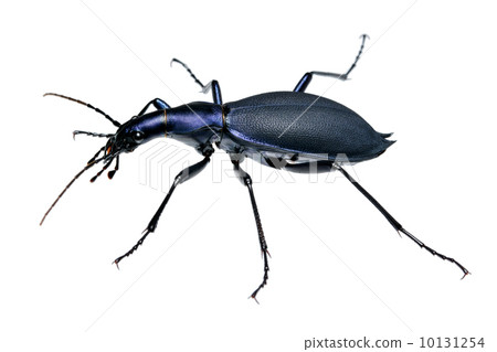 Mai Mai Photobucket - Stock Photo [10131254] - PIXTA