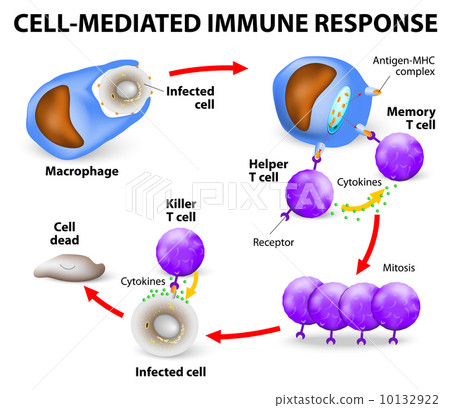 Cell-mediated immune response - Stock Illustration [10132922] - PIXTA