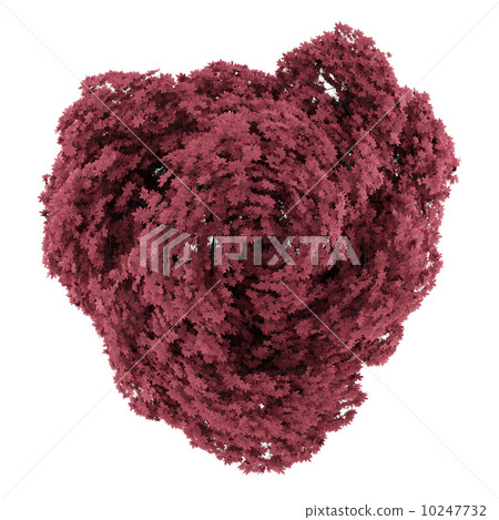 top view of red maple tree isolated on white... - Stock Illustration ...