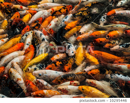 Chinese carps - Stock Photo [10295446] - PIXTA