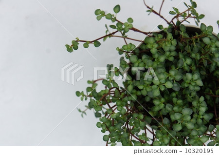 Wire plants - Stock Photo [10320195] - PIXTA