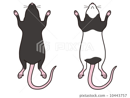 Mus musculus - ventral surface (black panda) - Stock Illustration ...