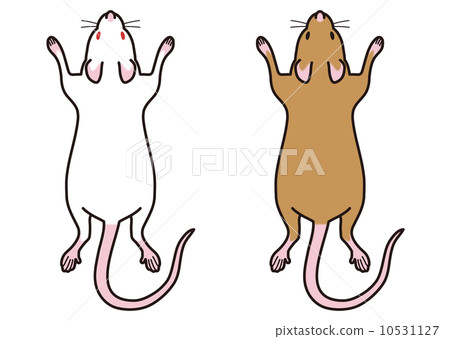 Mus musculus - back (white · brown) - Stock Illustration [10531127] - PIXTA