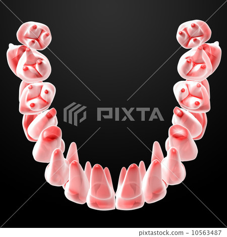 human teeth - Stock Illustration [10563487] - PIXTA
