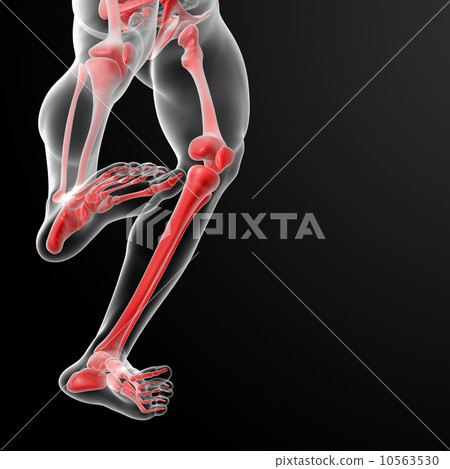 skeleton - Stock Illustration [10563530] - PIXTA