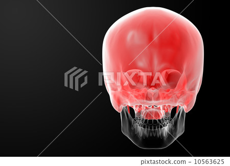 Human Skull. Upper half. - Stock Illustration [10563625] - PIXTA