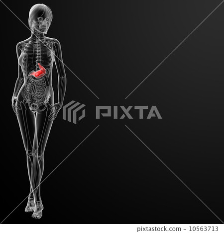 3d render of the female stomach - Stock Illustration [10563713] - PIXTA