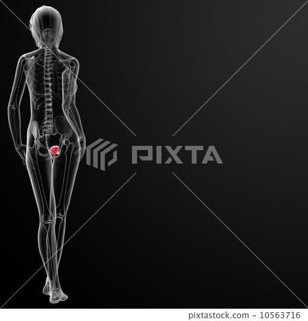 3d render female bladder anatomy x-ray - Stock Illustration [10563716 ...