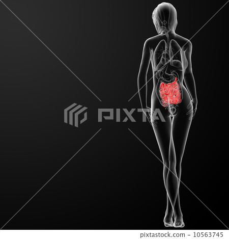 3d render of the female small intestine - Stock Illustration [10563745 ...