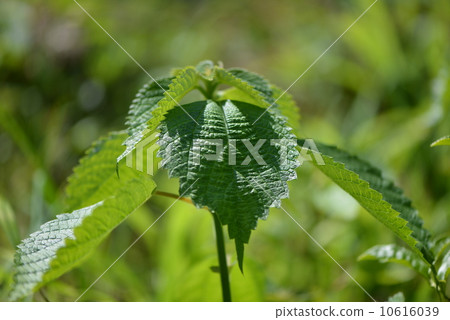 Column leaves - Stock Photo [10616039] - PIXTA
