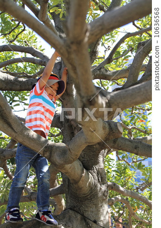 Infant to climb a tree (4 years old child) - Stock Photo [10636568] - PIXTA