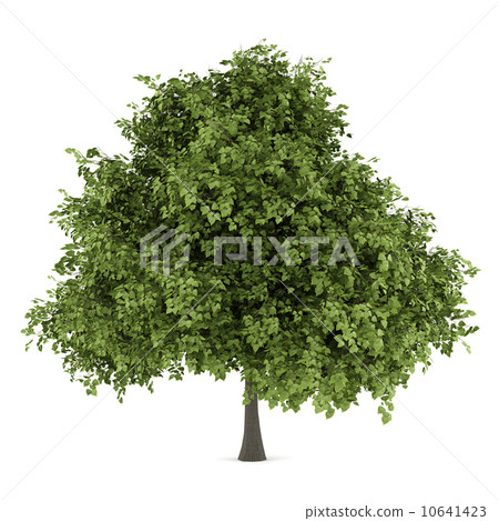 small-leaved lime tree isolated on white... - Stock Illustration ...