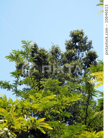 Morishima Acacia flowers - Stock Photo [10646813] - PIXTA