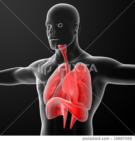 Human digestive system liver red colored - Stock Illustration [10665569 ...