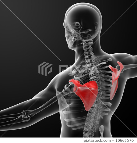 3d render illustration scapula bone - Stock Illustration [10665570] - PIXTA