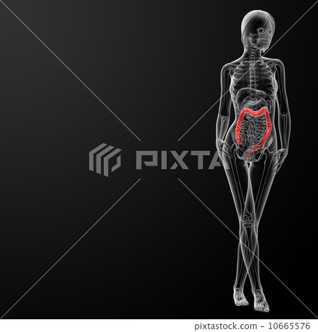 female anatomy - colon - Stock Illustration [10665576] - PIXTA