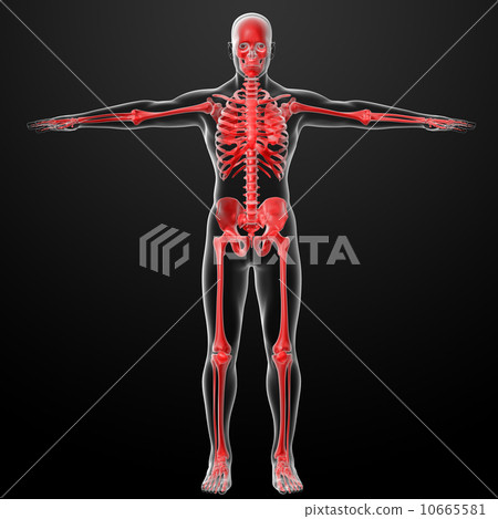 3d rendered red skeleton-插圖素材 [10665581] - PIXTA圖庫