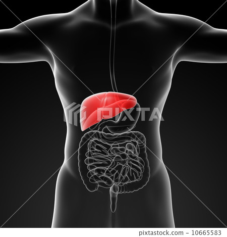 Human digestive system liver red colored-插圖素材 [10665583] - PIXTA圖庫