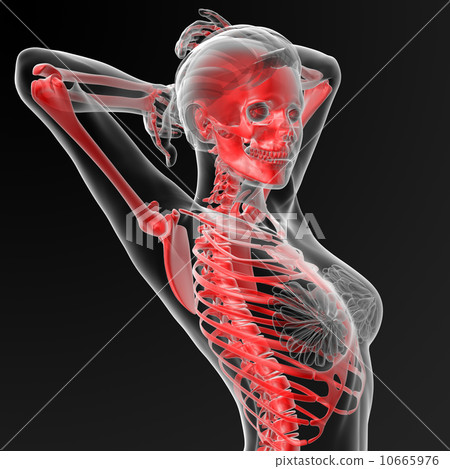 skeleton human - Stock Illustration [10665976] - PIXTA