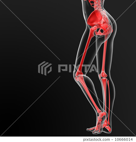 skeleton human - Stock Illustration [10666014] - PIXTA