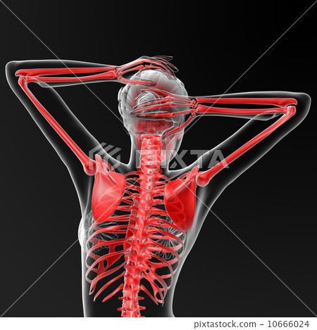skeleton human - Stock Illustration [10666024] - PIXTA