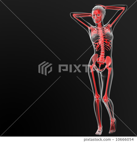 skeleton human - Stock Illustration [10666054] - PIXTA