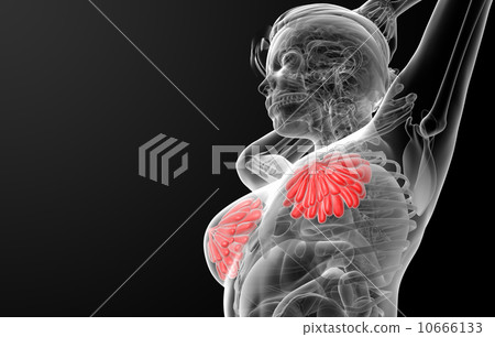 female breast anatomy - Stock Illustration [10666133] - PIXTA