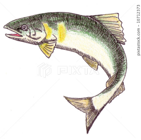 Ayu - Stock Illustration [10712373] - PIXTA