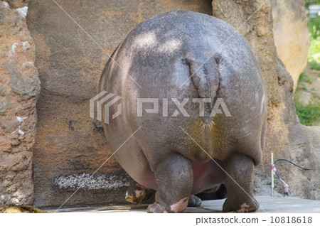 Big Hippo Butt
