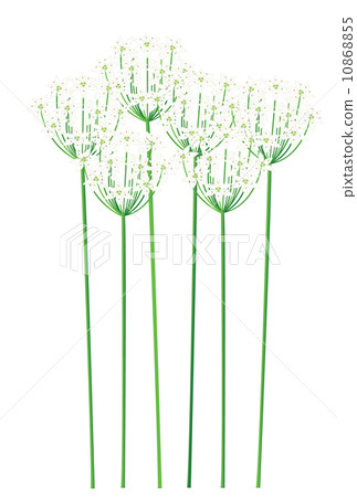 Nira Flower - Stock Illustration [10868855] - PIXTA