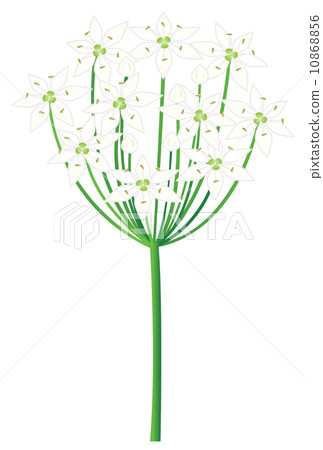 Nira Flower - Stock Illustration [10868856] - PIXTA