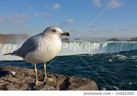 Canada Niagara Falls and Birds - Stock Photo [10882868] - PIXTA