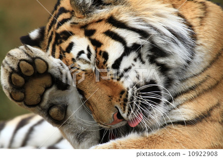 Amur Tora (Tama Animal Park) - Stock Photo [10922908] - PIXTA