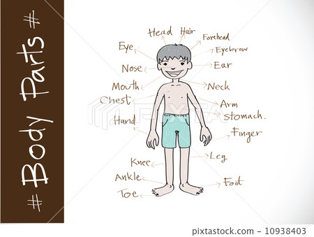 part of body vocabulary in illustration - Stock Illustration [10938403 ...