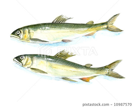 Ayu Illustration - Stock Illustration [10987570] - PIXTA