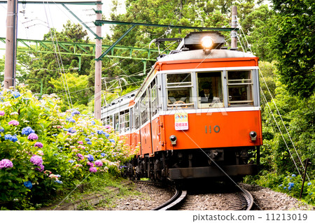 Hakone Tozan Railway · Hydrangea Hydrangea - Stock Photo [11213019] - PIXTA