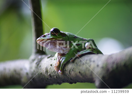 Stock Photo: forest green tree frog, frogs, frog - Stock Image - Everypixel