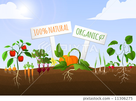 Vegetable garden poster - Stock Illustration [11306275] - PIXTA