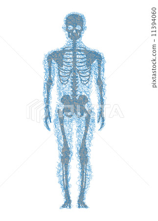 Human skeleton - Stock Illustration [11394060] - PIXTA