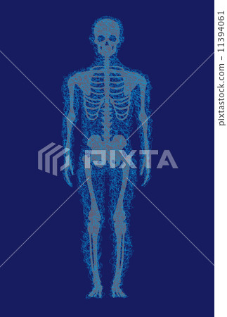 Human skeleton - Stock Illustration [11394061] - PIXTA
