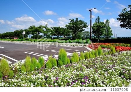 When flowers fill up, Pia Fresh flower first... - Stock Photo [11637908 ...