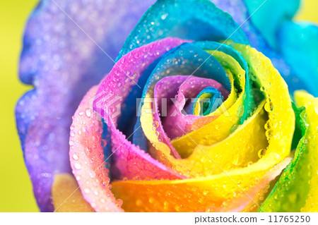 Rainbow rose and water drops - Stock Photo [11765250] - PIXTA