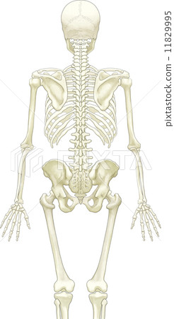 Human skeleton (back) - Stock Illustration [11829995] - PIXTA