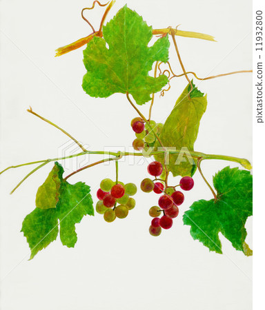 Grape Delaware - Stock Illustration [11932800] - PIXTA