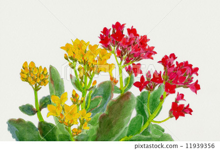 Kalanchoe flowers - Stock Illustration [11939356] - PIXTA