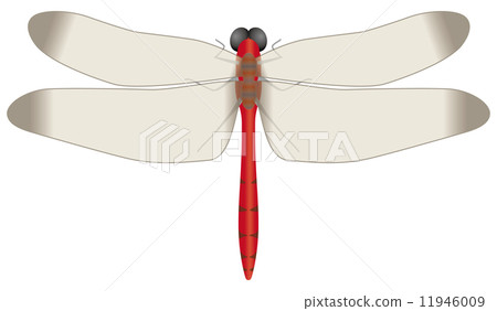 Red dragonfly - Stock Illustration [11946009] - PIXTA