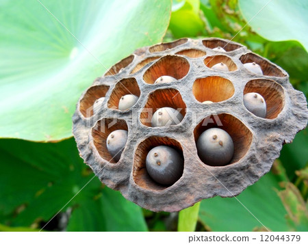 Lotus fruit - Stock Photo [12044379] - PIXTA