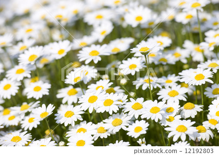 North pole flowers - Stock Photo [12192803] - PIXTA