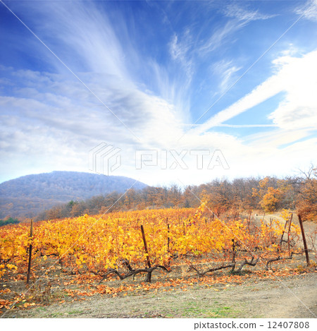 Autumnal landscape with yellow vineyard-照片素材（圖片） [12407808] - PIXTA圖庫