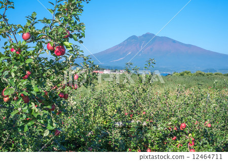 Apple和Tsugaru Fuji Iwakiyama-照片素材（圖片） [12464711] - PIXTA圖庫